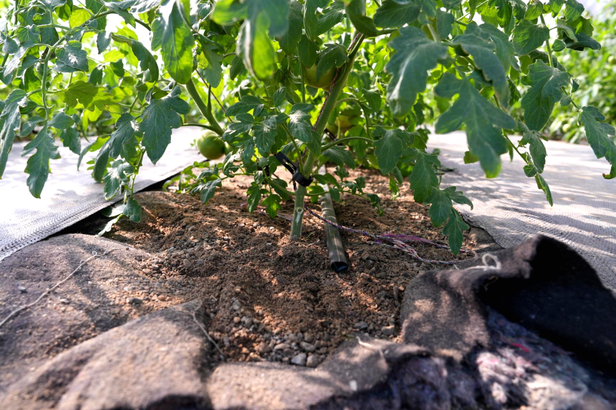 准格尔旗：5700株“太空番茄”结出累累硕果_央广网