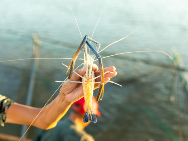 苏州“漕湖1号”开捕了！_央广网