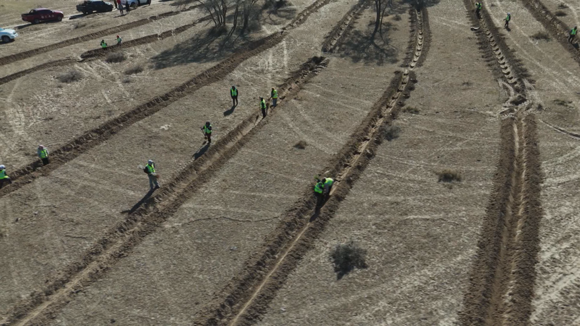 林木“加减法”为科尔沁沙地歼灭战“添绿增韧”_央广网