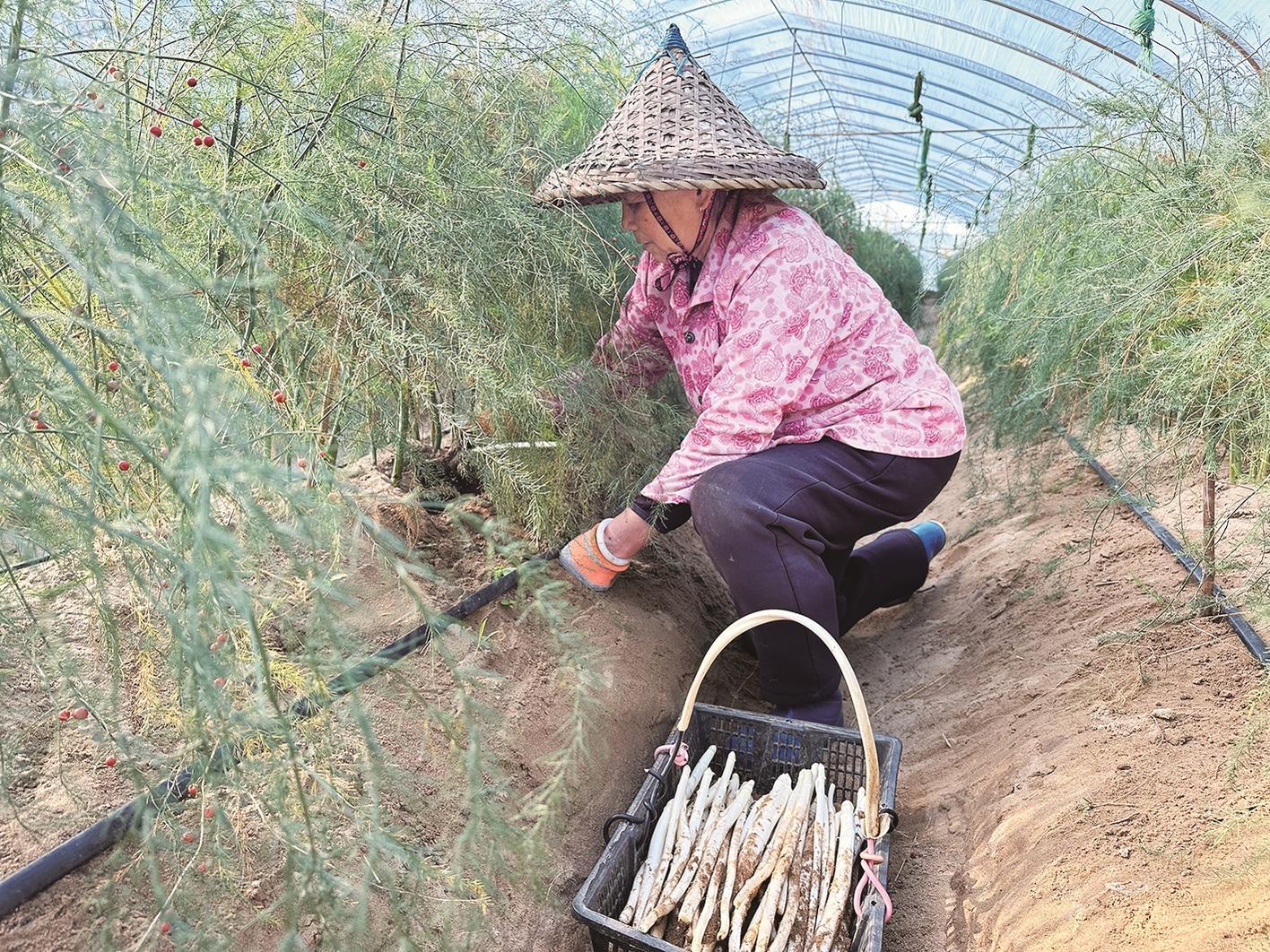 东山大棚白芦笋开始采摘_央广网