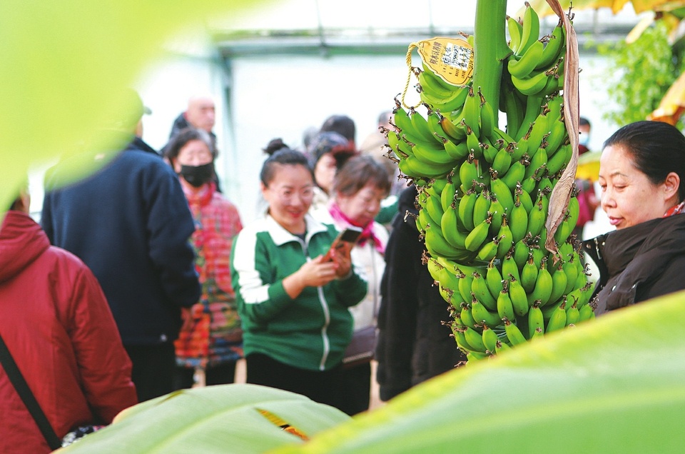 现代农业园解锁观光新场景_央广网