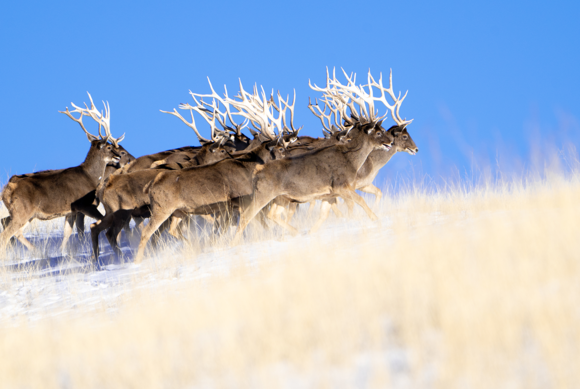 新年伊始甘肃肃北盐池湾白唇鹿踏雪奔跑绘生态画卷_央广网