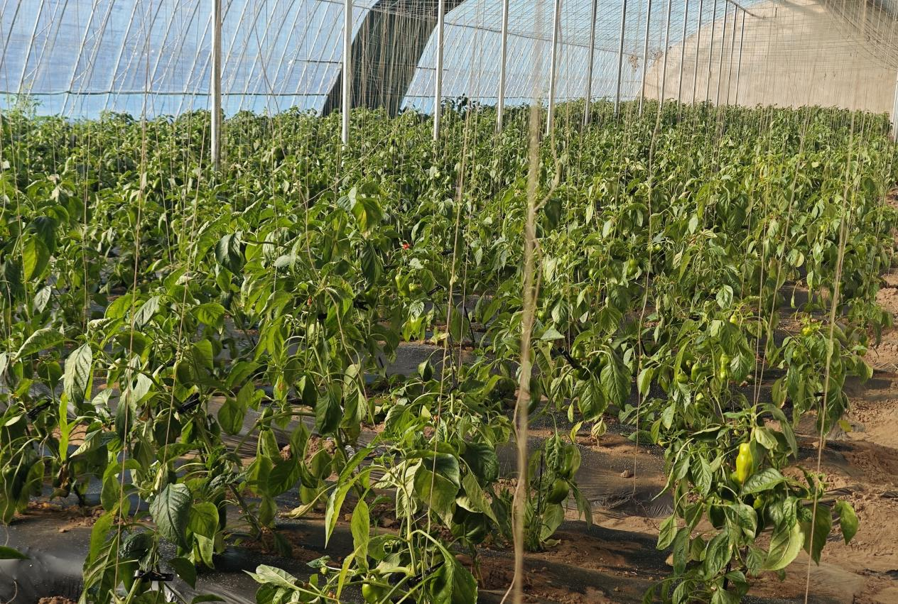 科左后旗：蔬菜大棚绿意浓 奏响冬日“增收曲”_央广网