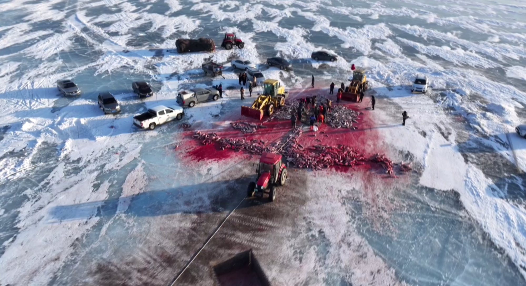 镇赉：哈尔淖冬捕喜提红网 单网收获鲜鱼20万斤_央广网