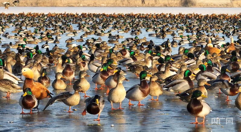 航瞰内蒙古丨牧海栖云客，振翅即春色_央广网