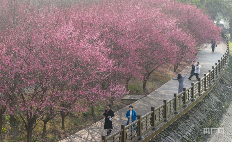 贵州施秉冬日“梅”景引客来_央广网
