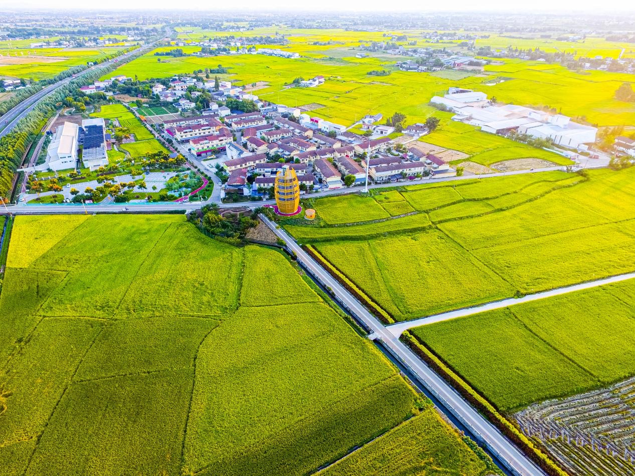 良田变“吨粮田”！德阳广汉打造全域科技高产新样板_央广网