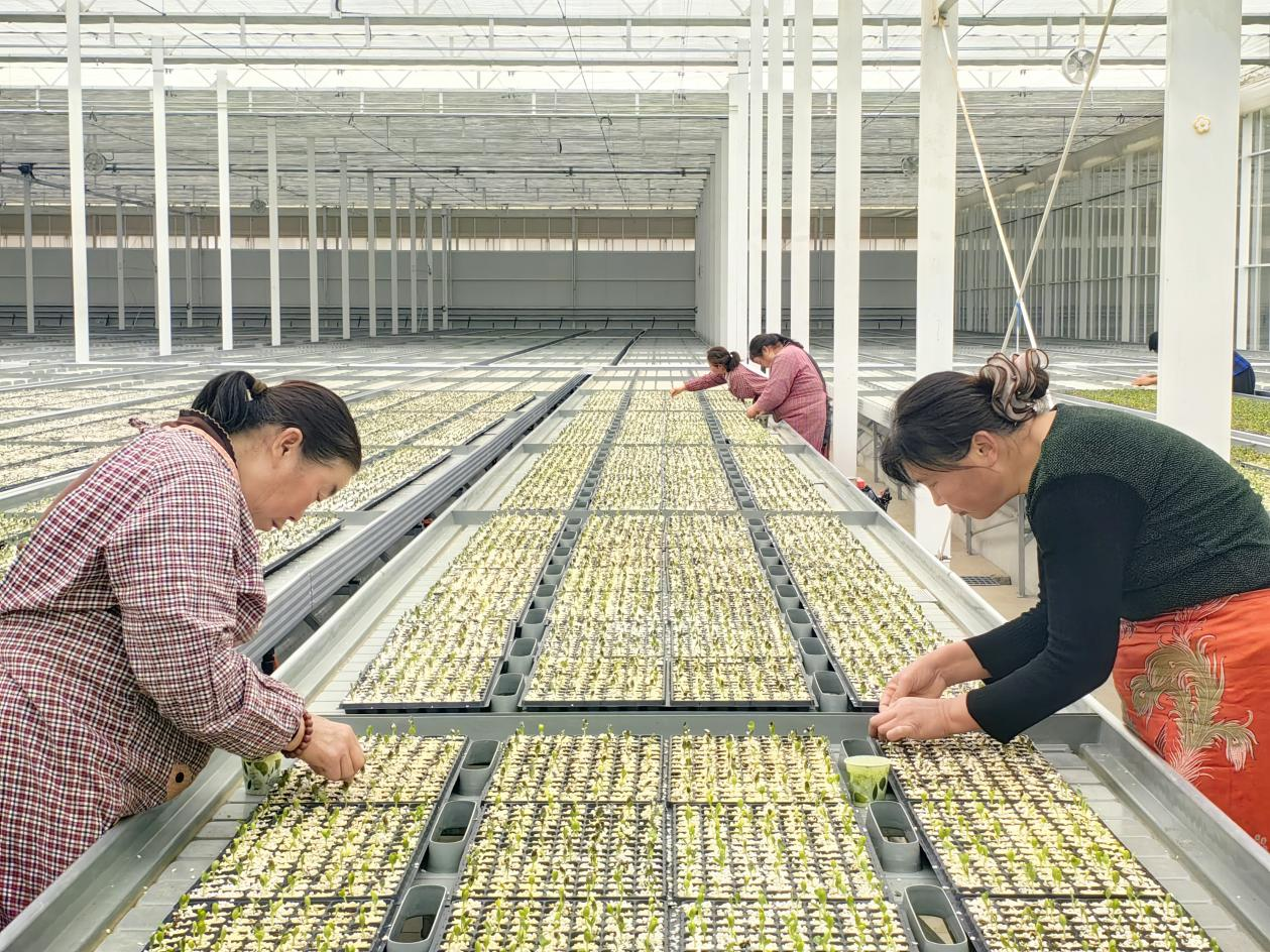 河北大名：科技育苗换新机 共享经济助农兴_央广网