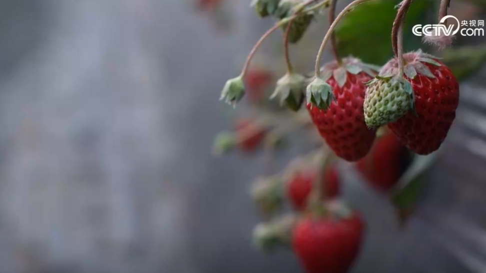“滑雪+”多元模式解锁冬季消费新场景_央广网