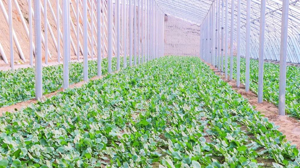 科技赋能 乌苏农业提质增效_央广网