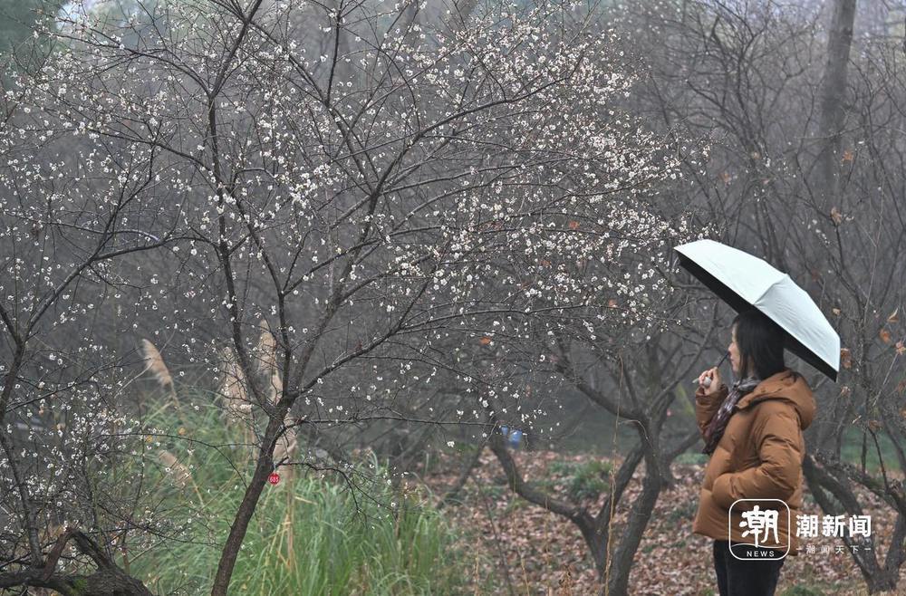 杭州西溪梅花初绽 冬日寻梅正当时_央广网